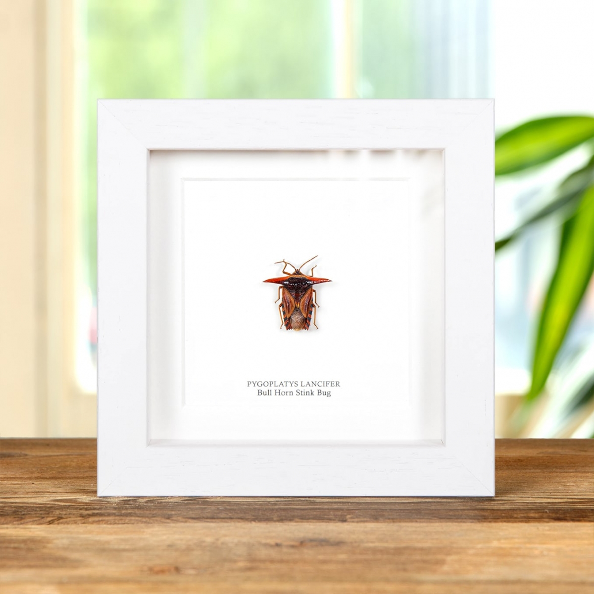 Bull Horn Stink Bug In Box Frame (Pygoplatys lancifer)