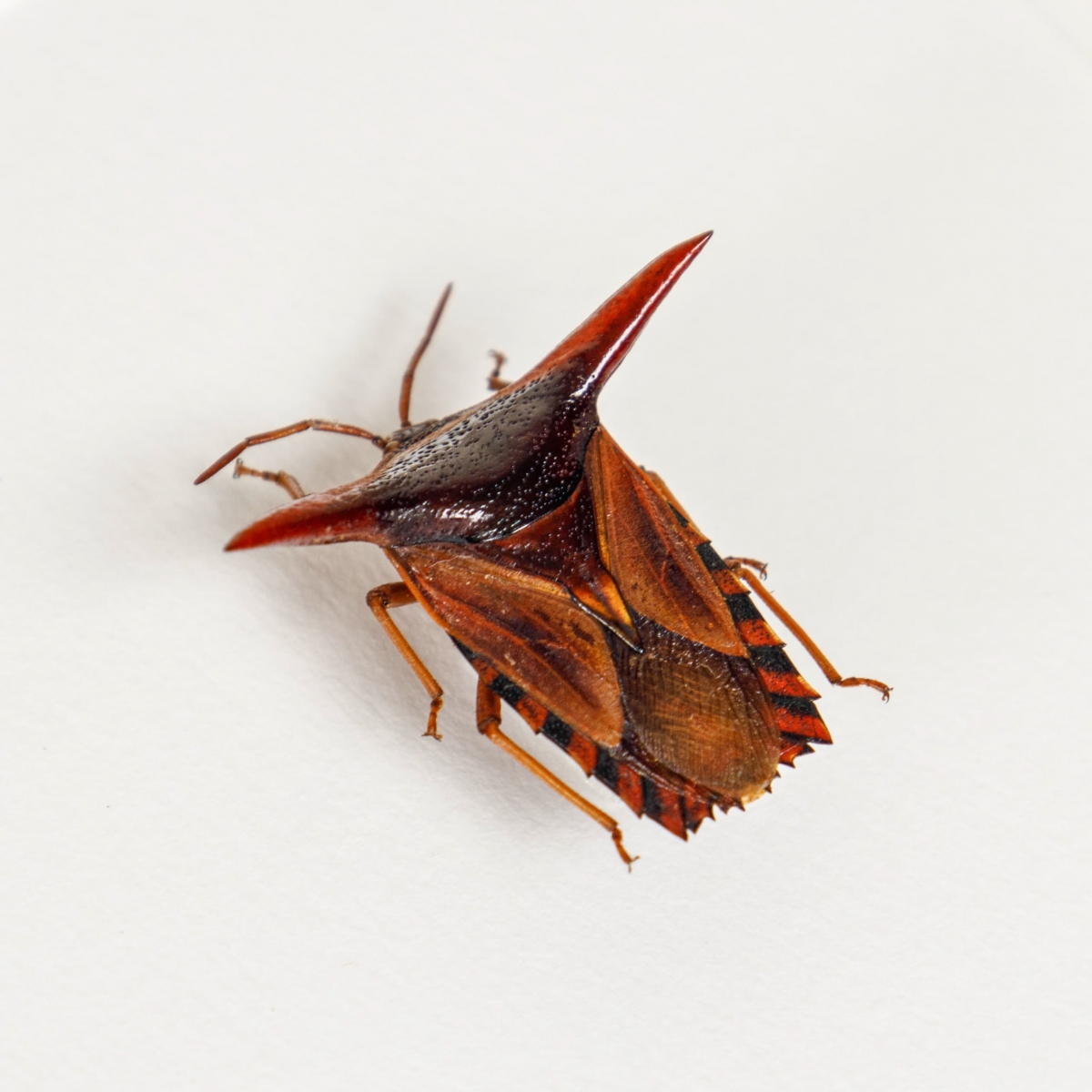 Bull Horn Stink Bug In Box Frame (Pygoplatys lancifer)