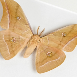 Chinese Tussar Moth In Box Frame (Antheraea pernyi)
