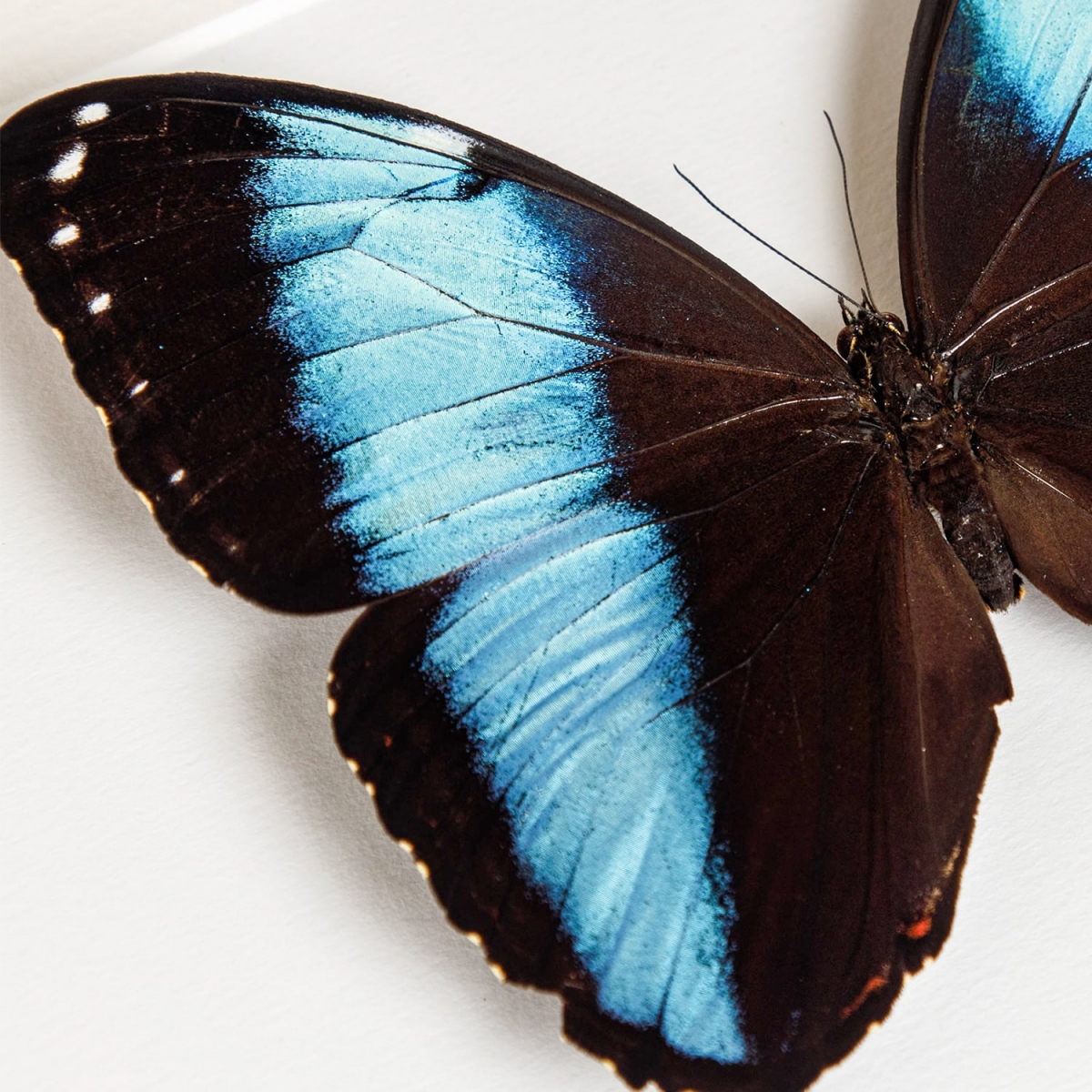 Achilles Morpho In Box Frame (Morpho achilles)