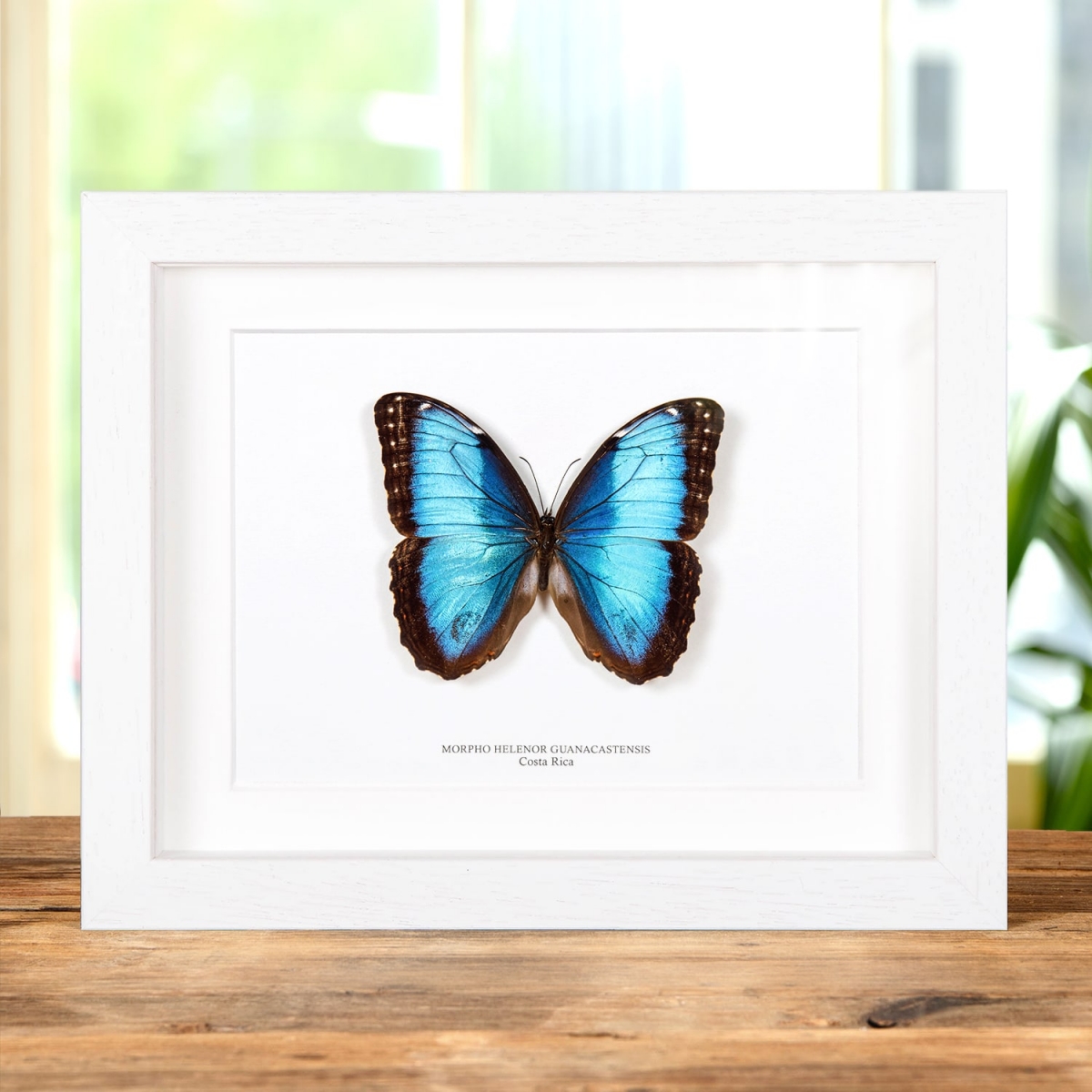 Morpho helenor guanacastensis In Box Frame From Costa Rica