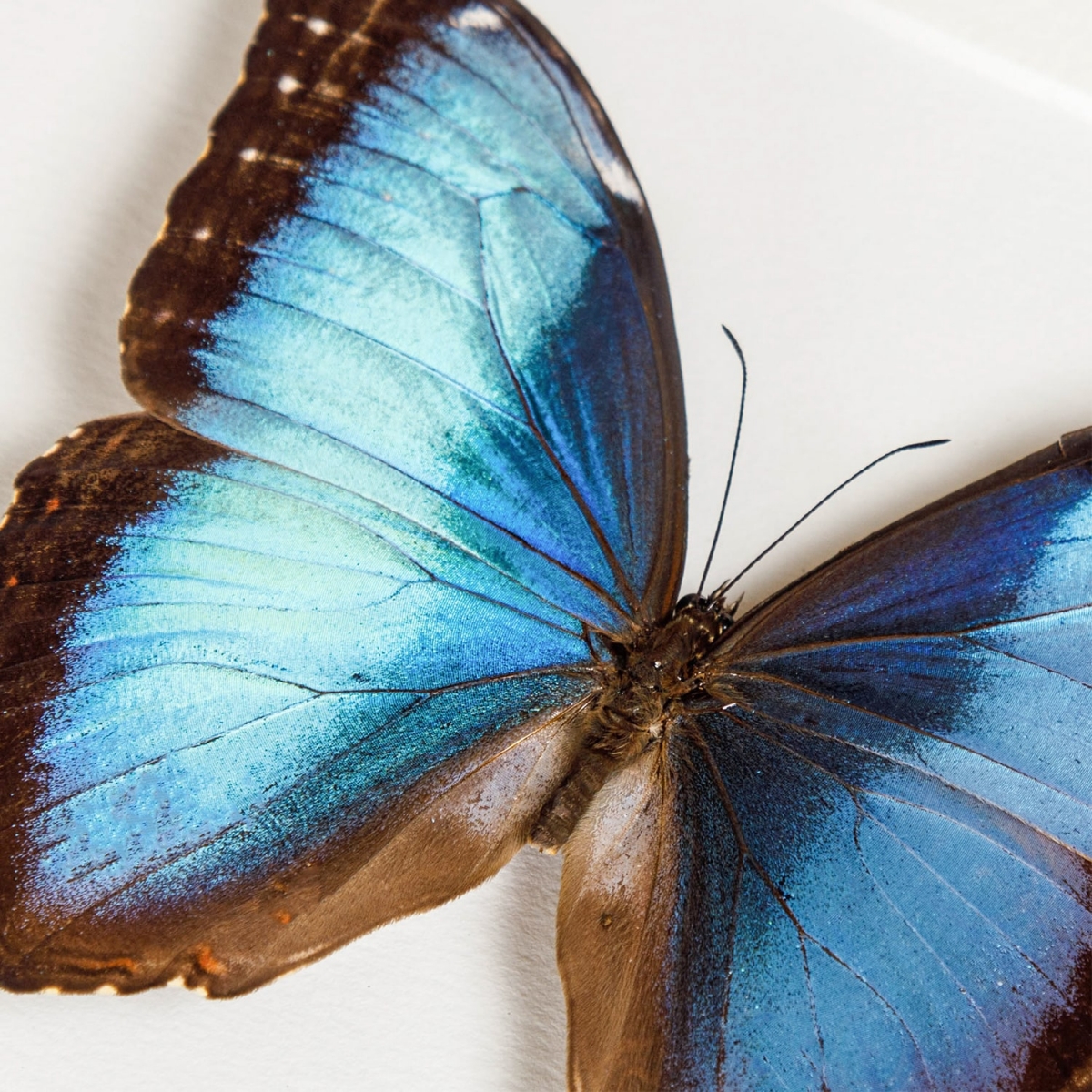 Morpho helenor guanacastensis In Box Frame From Costa Rica