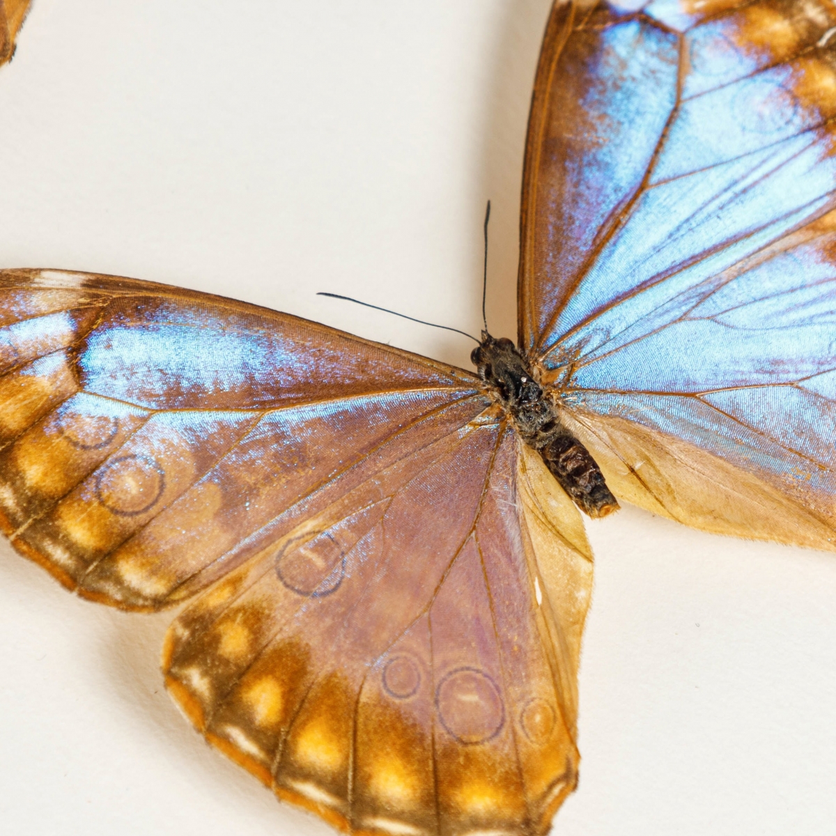 Aurora Morpho Butterfly Male & Female Pair In Box Frame (Morpho aurora)
