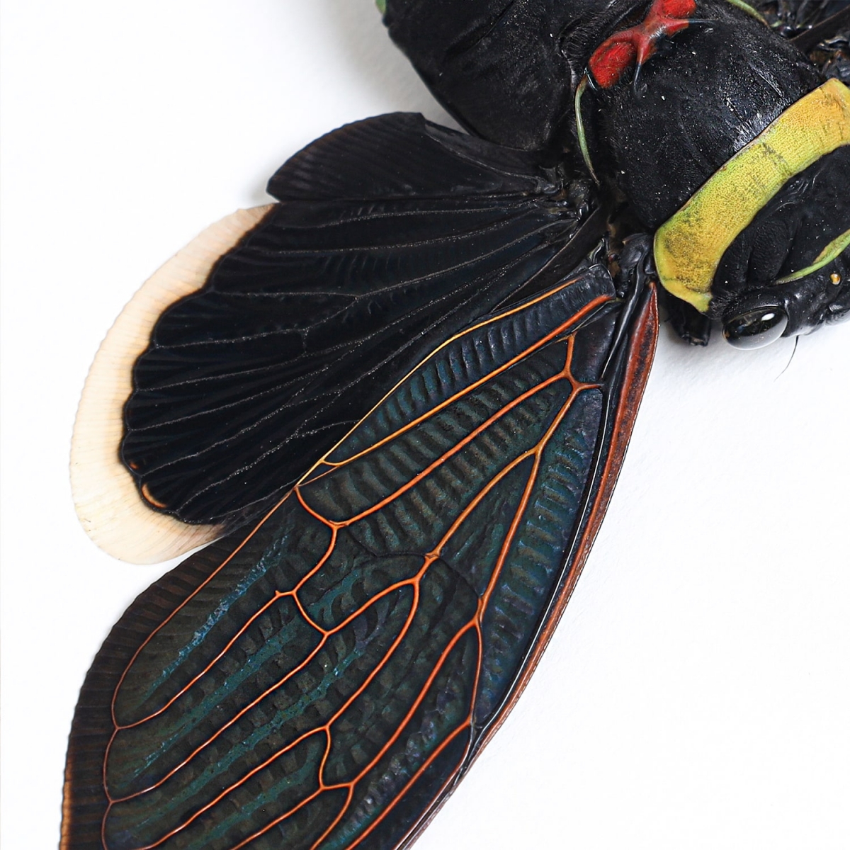 Giant Rainforest Cicada In Box Frame (Tacua speciosa)