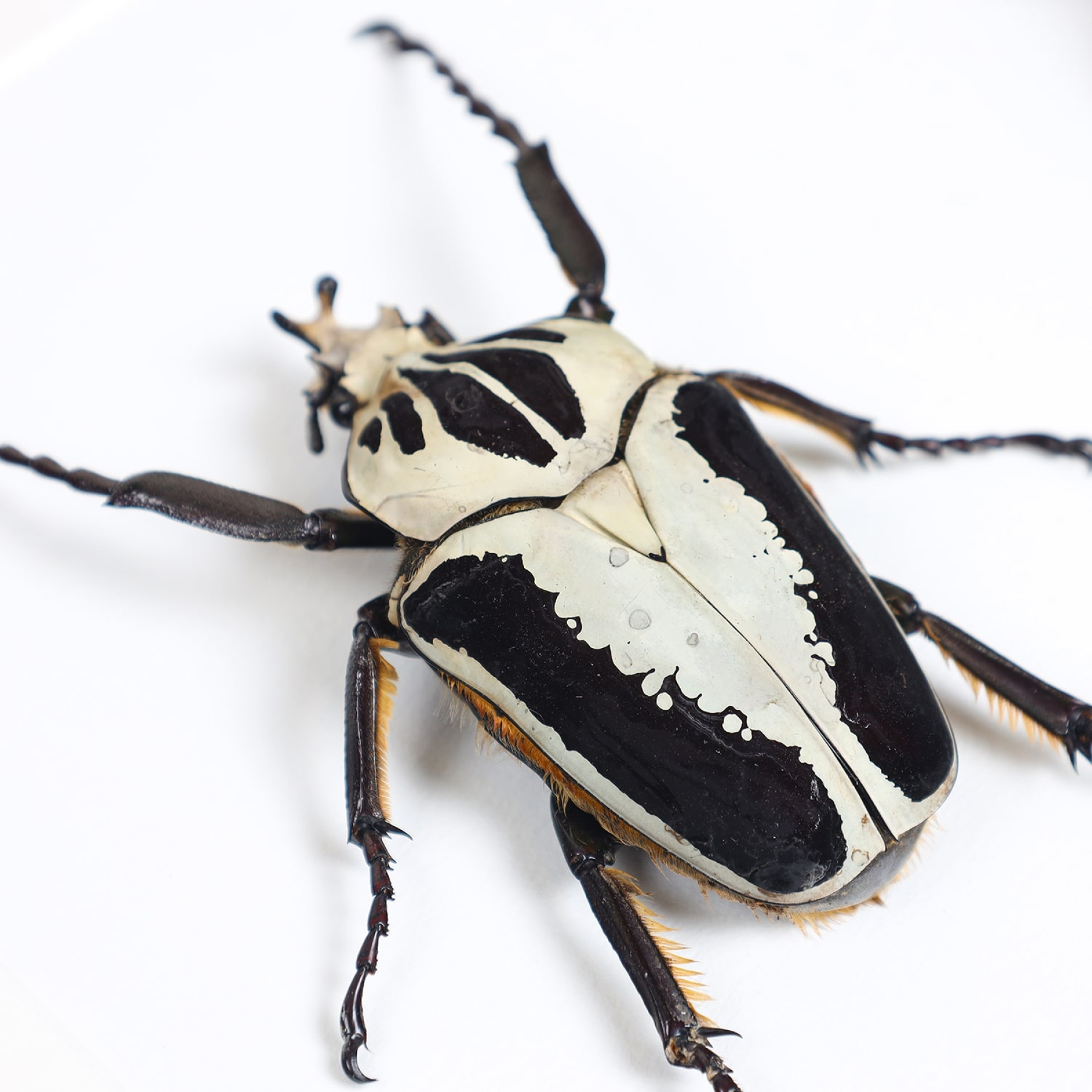 Royal Goliath Beetle. Male & Female Pair In Box Frame (Goliathus regius)