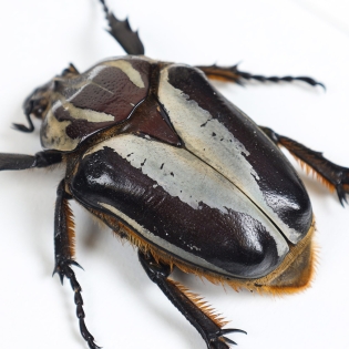 Royal Goliath Beetle. Male & Female Pair In Box Frame (Goliathus regius)