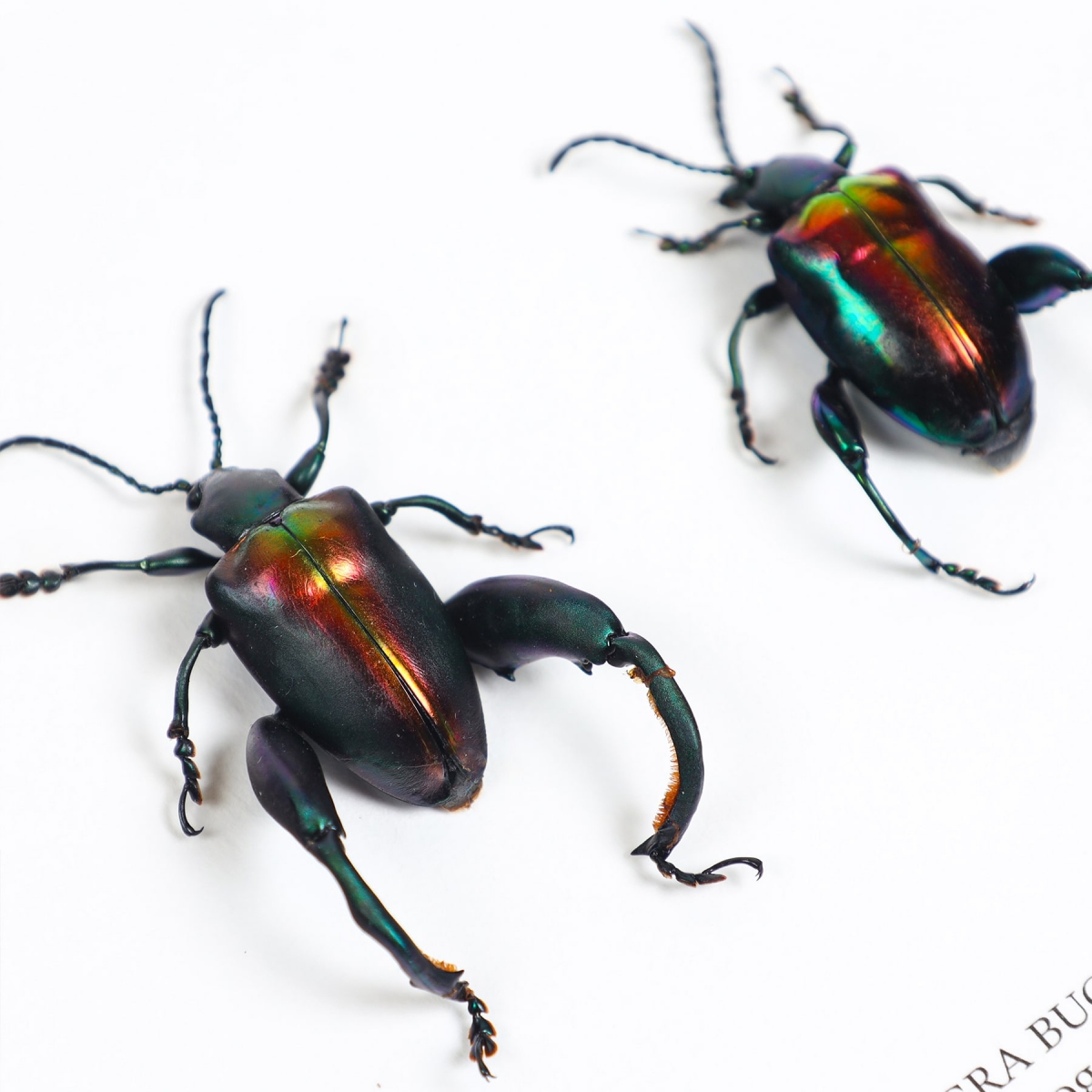Rainbow Frog-legged Beetles In Box Frame (Sagra buqueti)