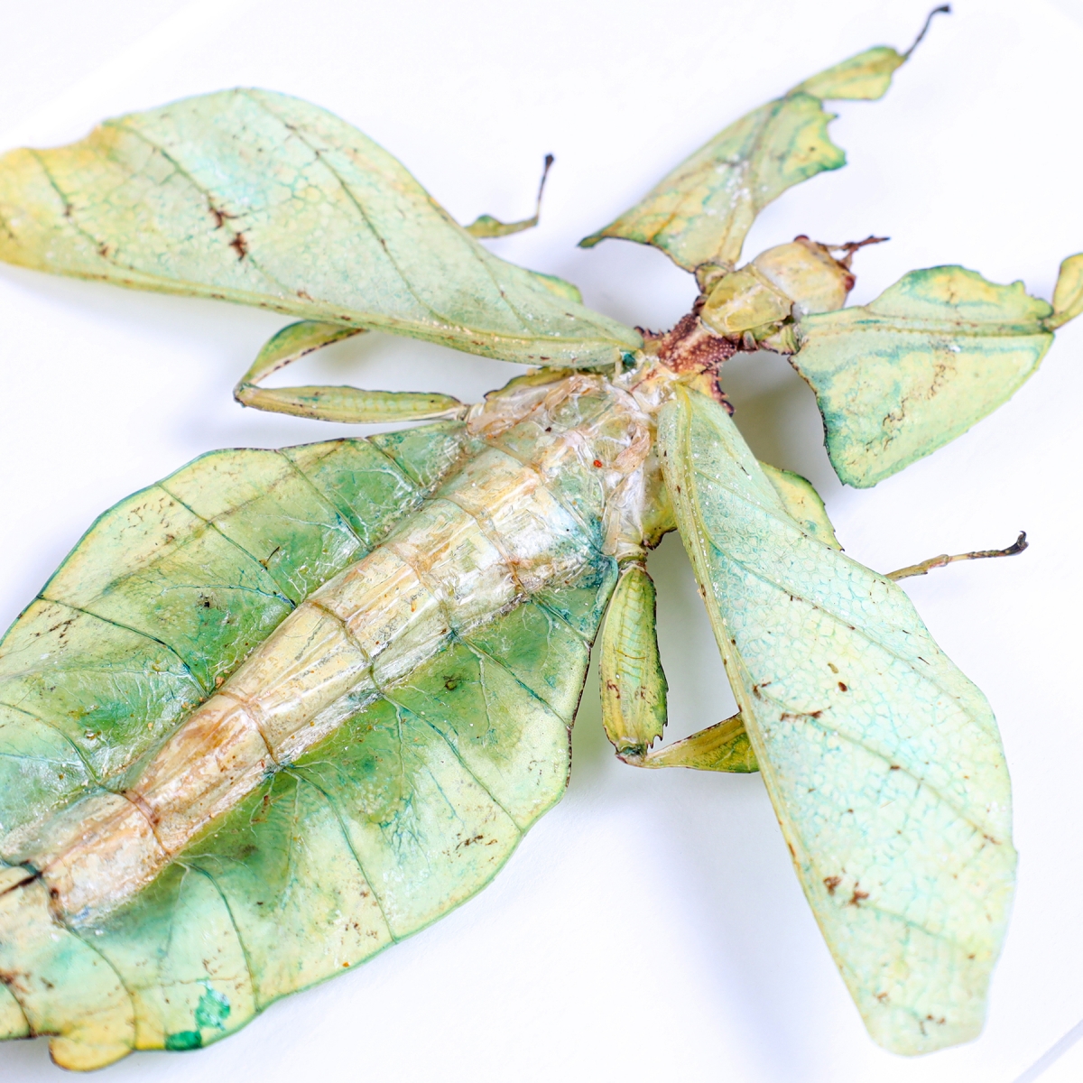 Giant Leaf Insect with Wings Spread In Box Frame (Phyllium giganteum)