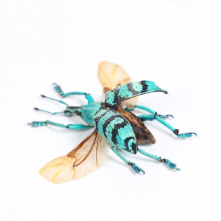 Mixed Blue Weevil Trio In Box Frame (Eupholus sp)