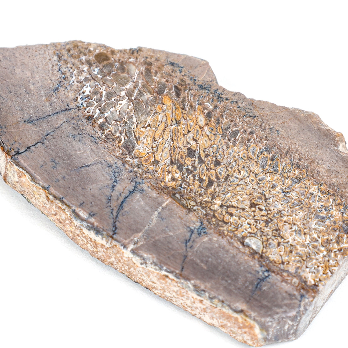 Polished Dinosaur Bone Slice In Box Frame (Theropoda sp)