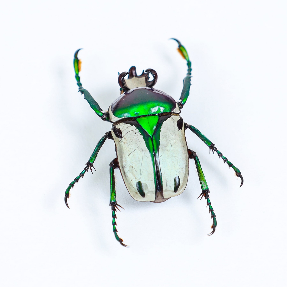 Green Flower Beetle In Box Frame (Ranzania bertolonii)