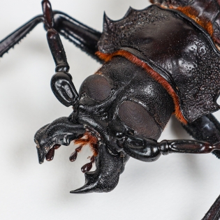 Titan Beetle In Box Frame (Titanus giganteus)