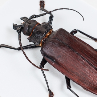 Titan Beetle In Box Frame (Titanus giganteus)
