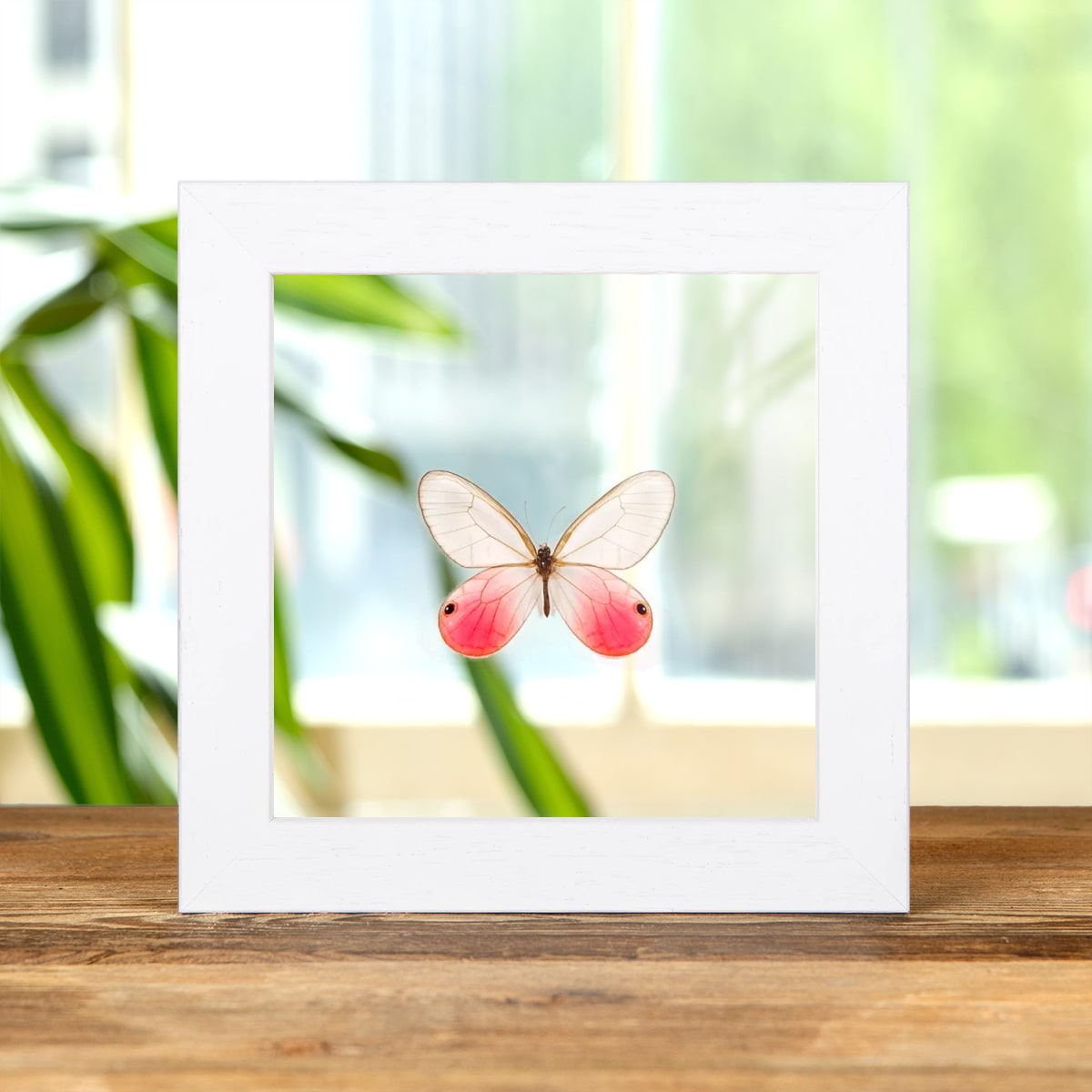 The Blushing Phantom Butterfly In Clear Glass Box Frame (Cithaerias pireta)