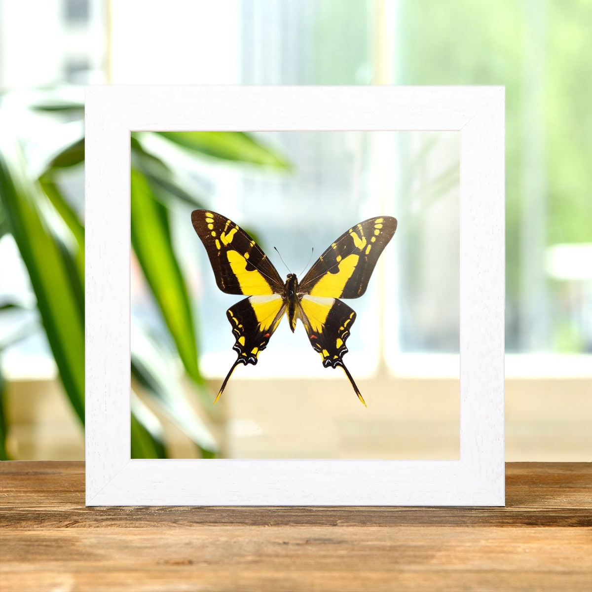 Yellow Swordtail Butterfly In Clear Glass Box Frame (Eurytides thyastes ...