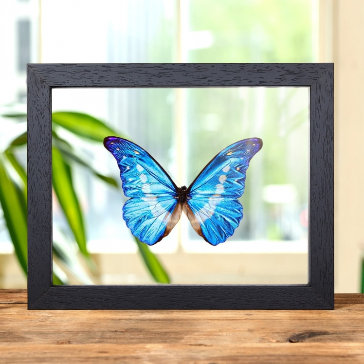 Pansy Daggerwing Butterfly in Box Frame (Marpesia marcella)