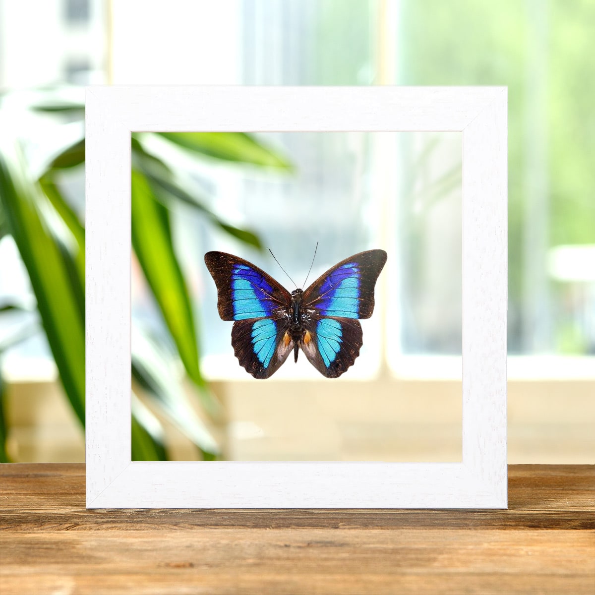 Shaded-blue Leafwing in Clear Glass Frame (Prepona Laertes octavia)