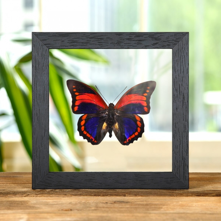 Prepona praeneste Butterfly from Peru In Baroque Style Frame