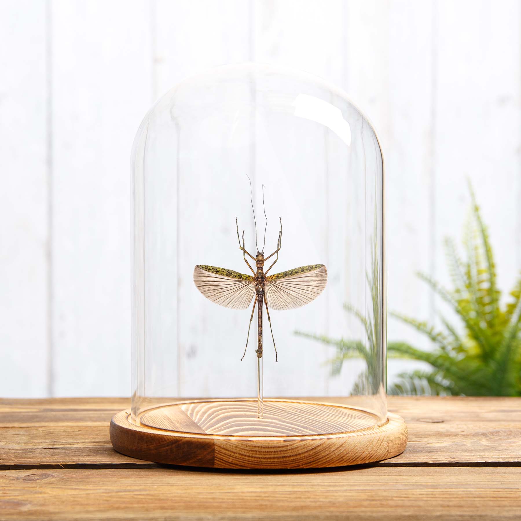Black & Green Phasma Stick Insect In Glass Dome With Wooden Base ...