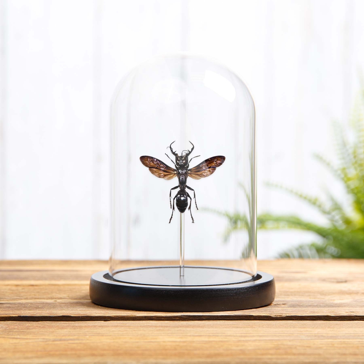 King of Wasps In Glass Dome With Wooden Base (Megalara garuda)