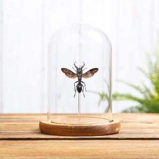 King of Wasps In Glass Dome With Wooden Base (Megalara garuda)