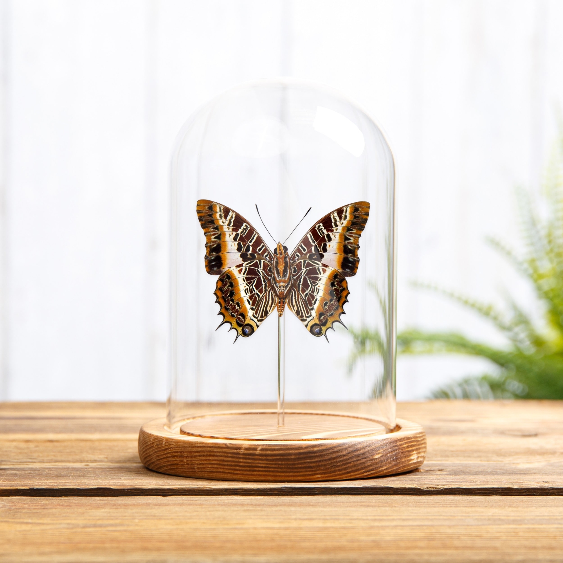 Black-bordered Charaxes Ventral Side In Glass Dome With Wooden Base ...