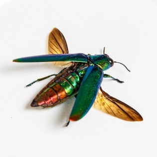 Jewel Beetle Trio In Box Frame (Polybothris sumptuosa, Chrysochroa ...