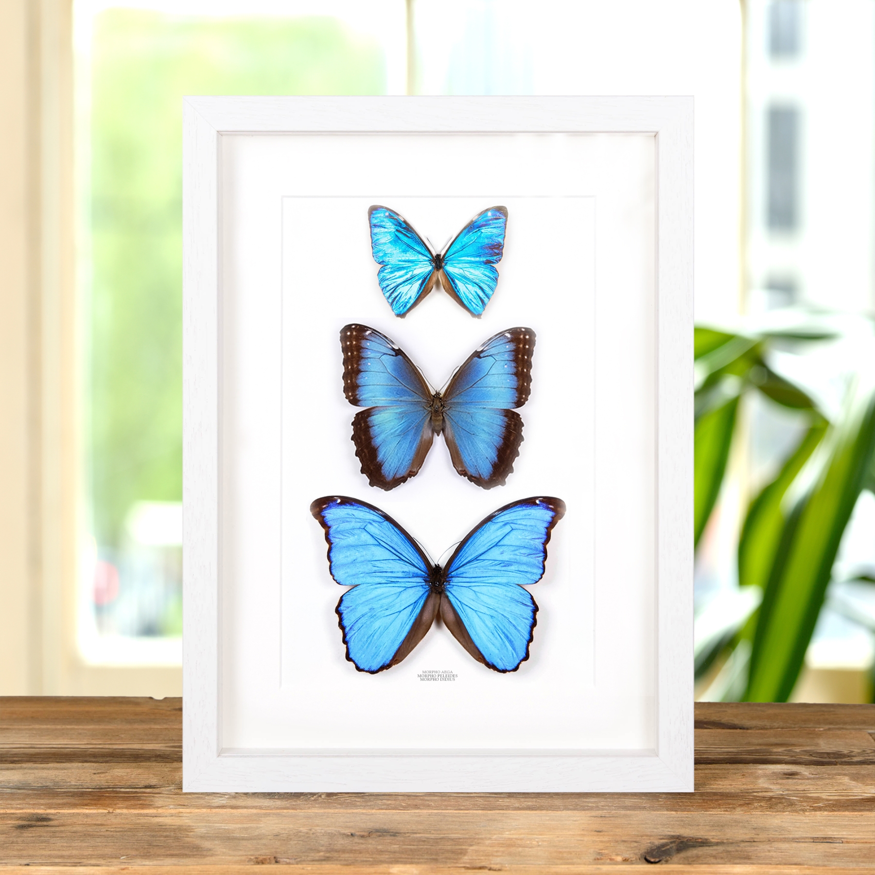 Morpho Butterfly Trio In Box Frame (Morpho peleides, menelaus & aega)
