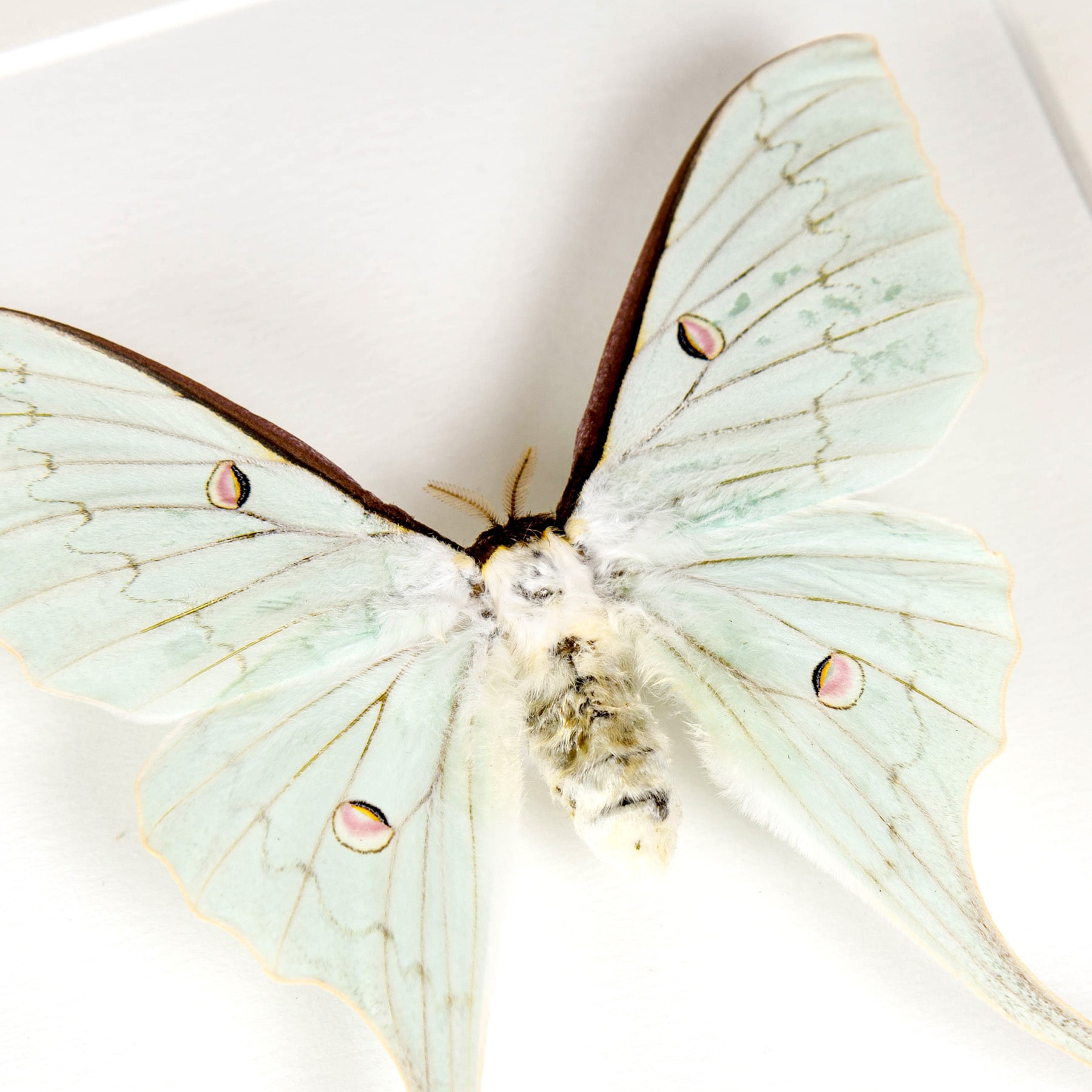 Female Golden Moon Moth In Box Frame (Actias sinensis)