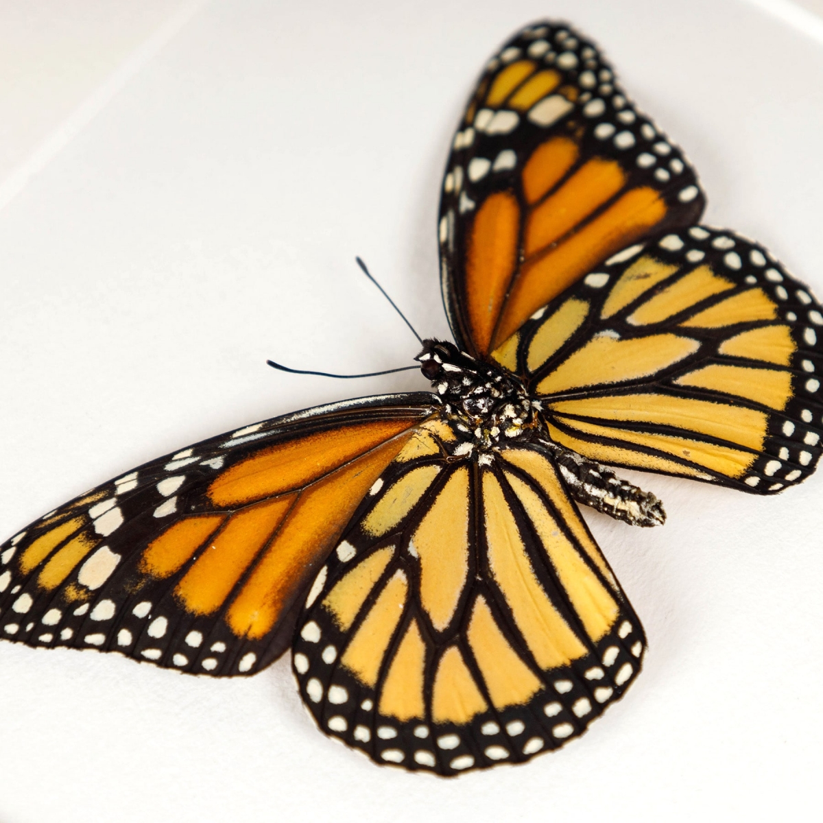 Female Monarch Butterfly Ventral Side In Box Frame (Danaus plexippus)