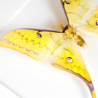 Golden Moon Moth In Box Frame (Actias sinensis)