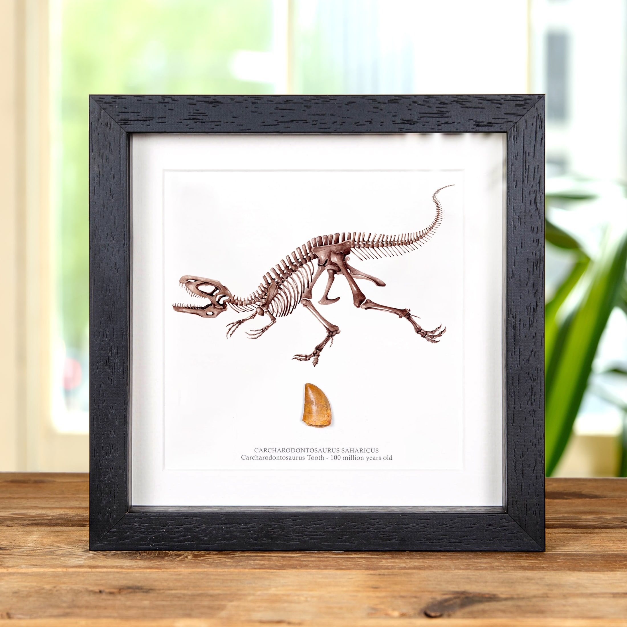 Carcharodontosaurus Dinosaur Tooth Fossil - (Carcharodontosaurus saharicus)