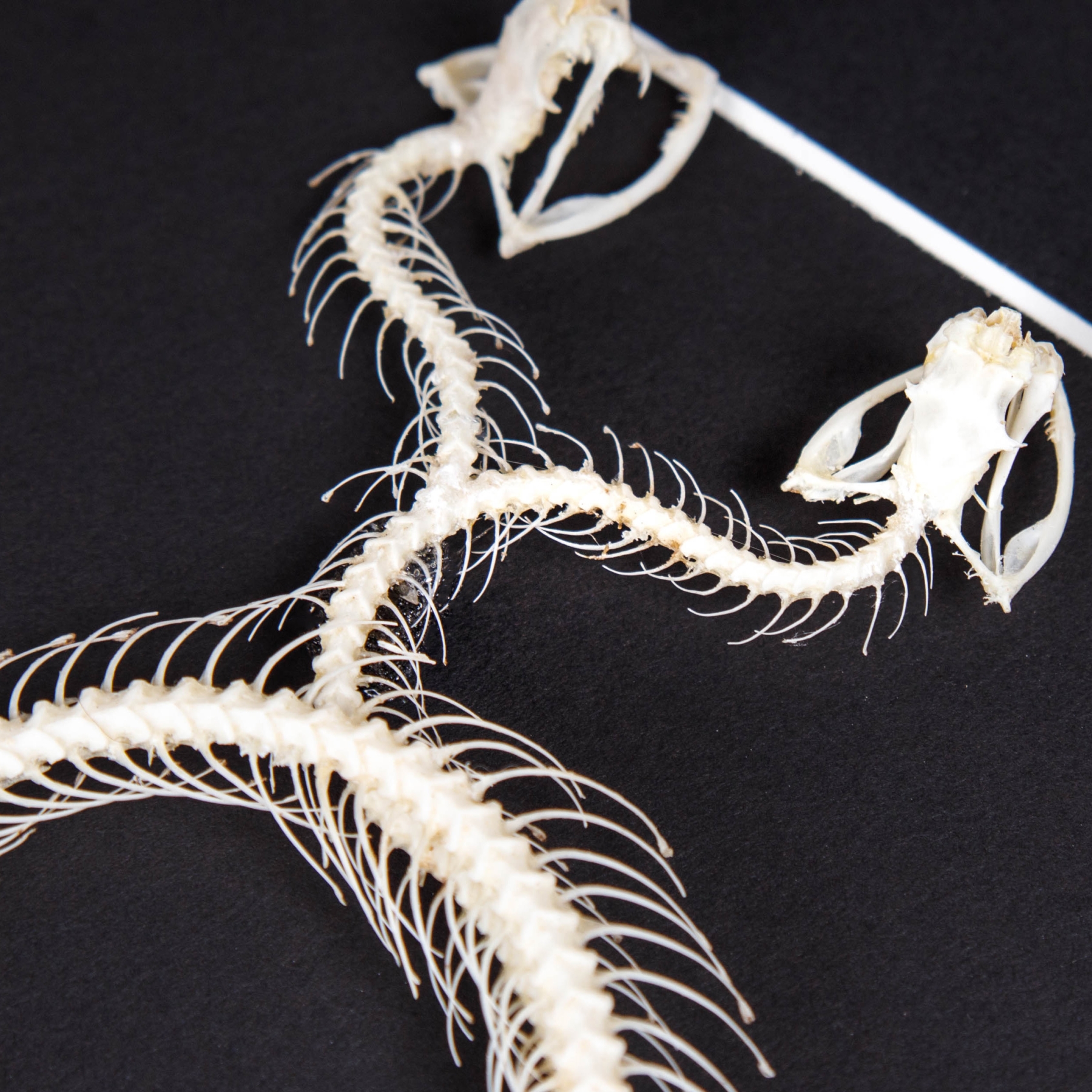 Two Headed White-lipped Pit Viper Skeleton In Box Frame (Trimeresurus ...