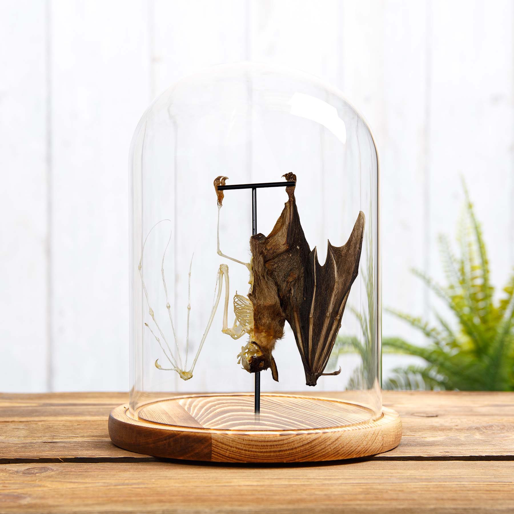 Hanging Cave Nectar Bat Half Skeleton In Glass Dome (Eonycteris spelaea)