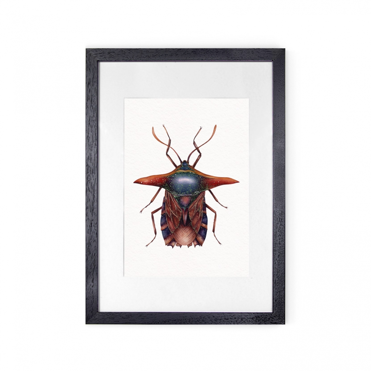 Ornate Shield Bug (Pygoplatys lancifer) Watercolour Giclée Print