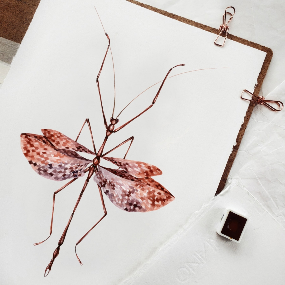 Violet-winged Stick Insect (Didymuria violescens)