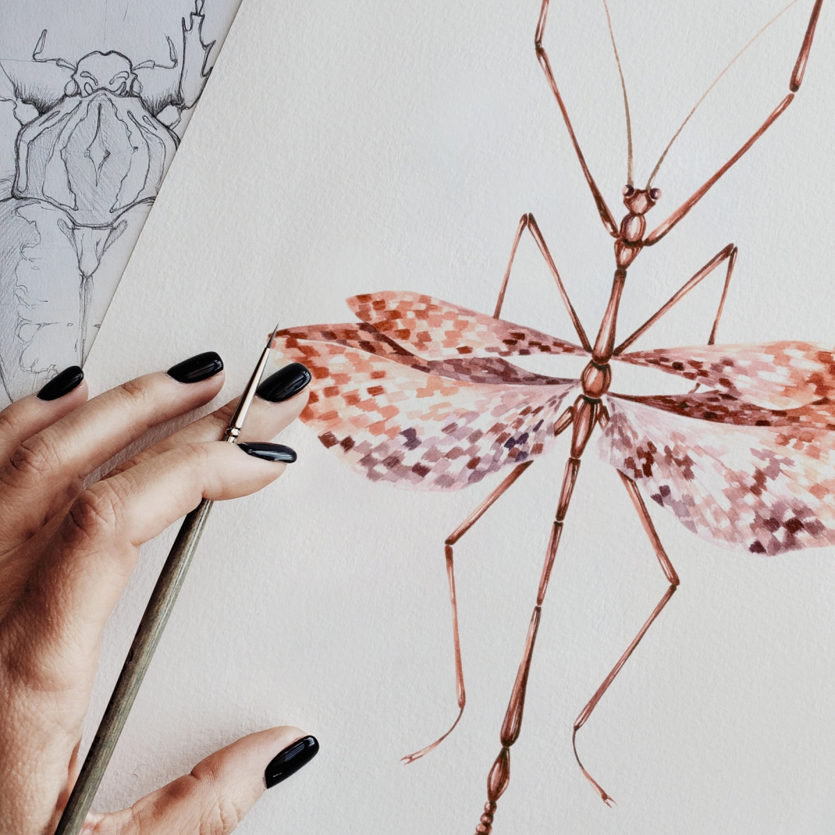 Violet-winged Stick Insect (Didymuria violescens)