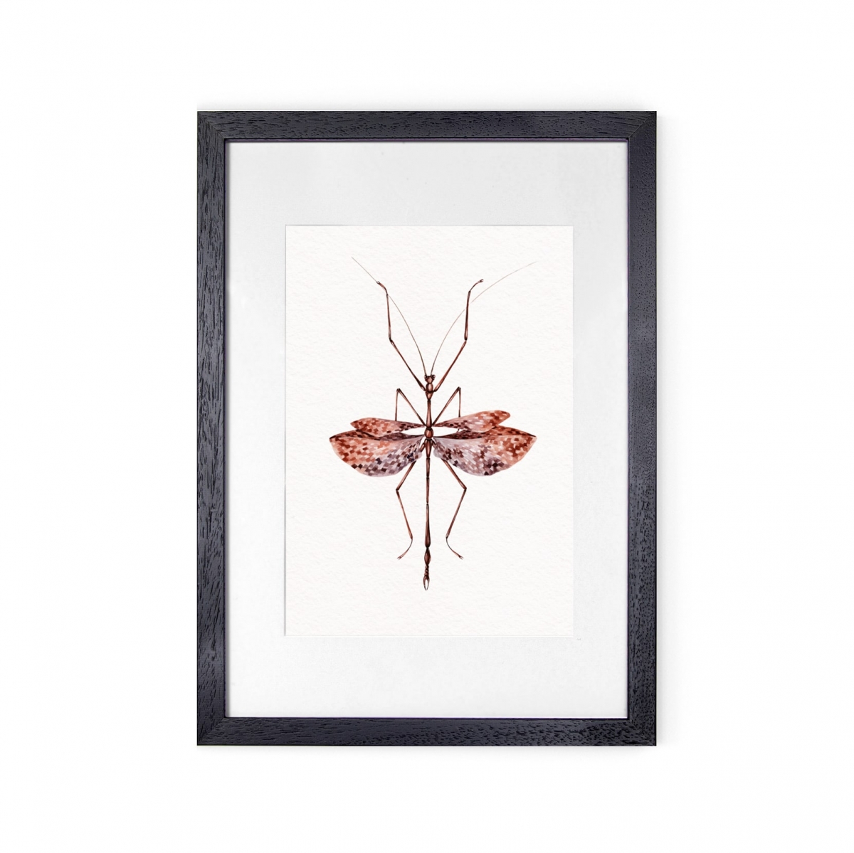 Violet-winged Stick Insect (Didymuria violescens)