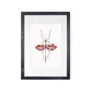 Violet-winged Stick Insect (Didymuria violescens)