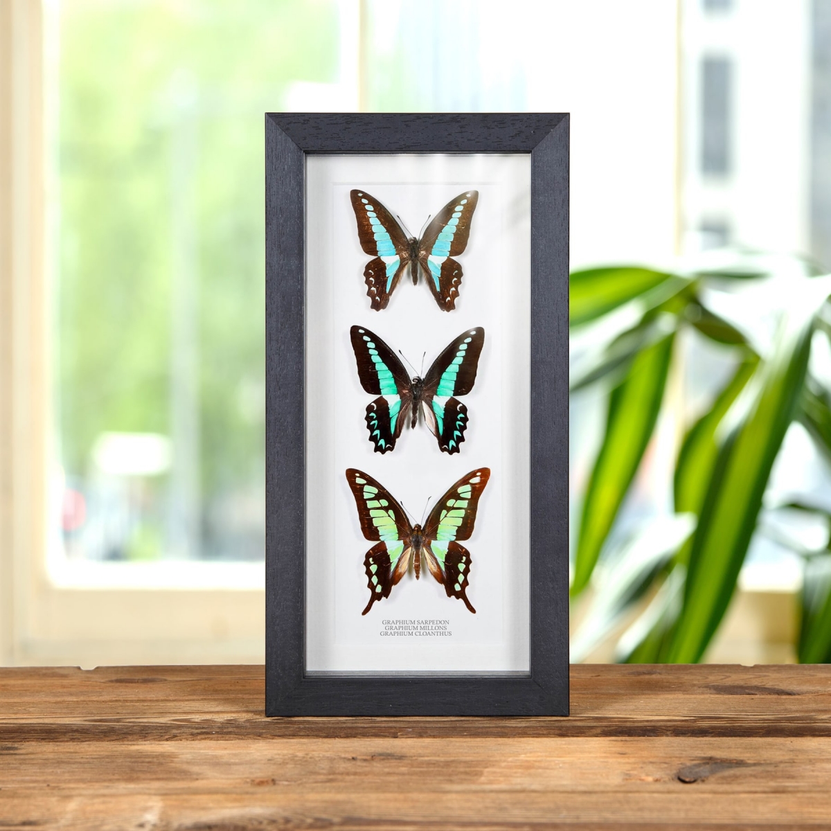 Tropical Swallowtail Trio In Box Frame (Graphium sarpedon, millons ...