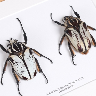 Goliath Beetle Male & Female Pair In Box Frame (Goliathus goliatus ...