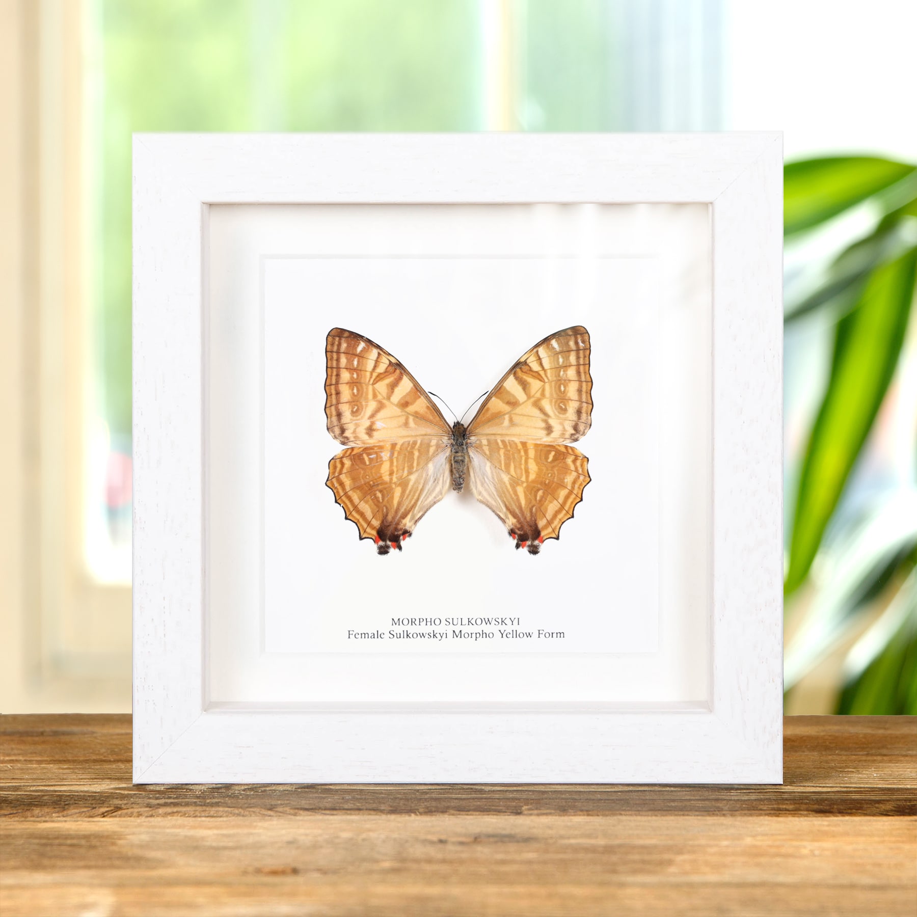 Female Sulkowsky's Morpho Yellow Form Butterfly In Box Frame (Morpho ...