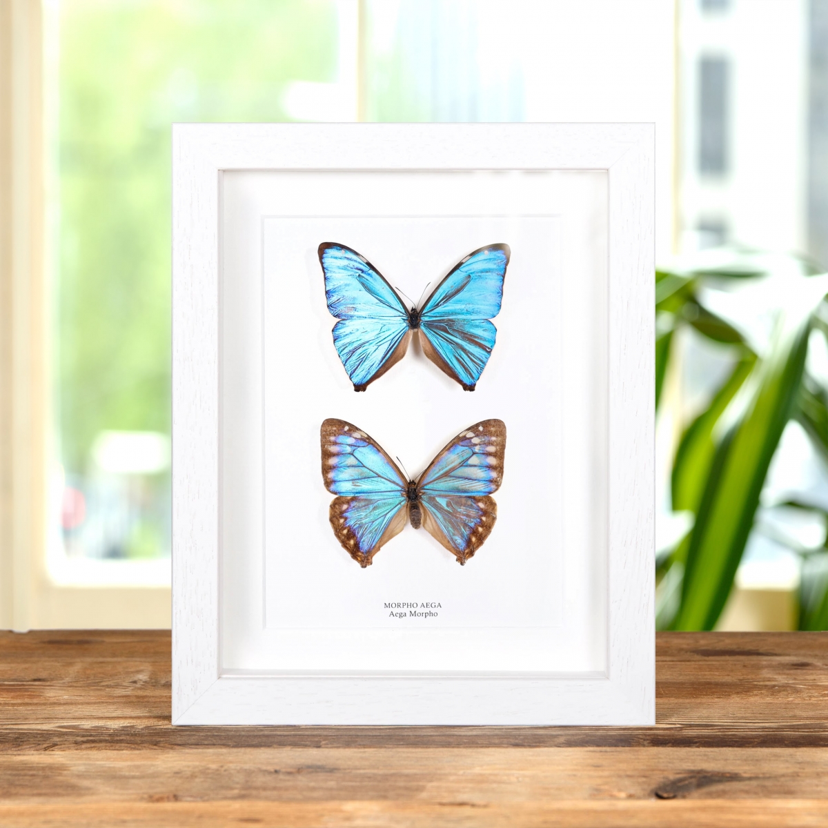Aega Morpho Butterfly Male & Female Pair In Box Frame (Morpho aega)