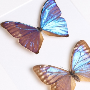 Aega Morpho Butterfly Male & Female Pair In Box Frame (Morpho aega)