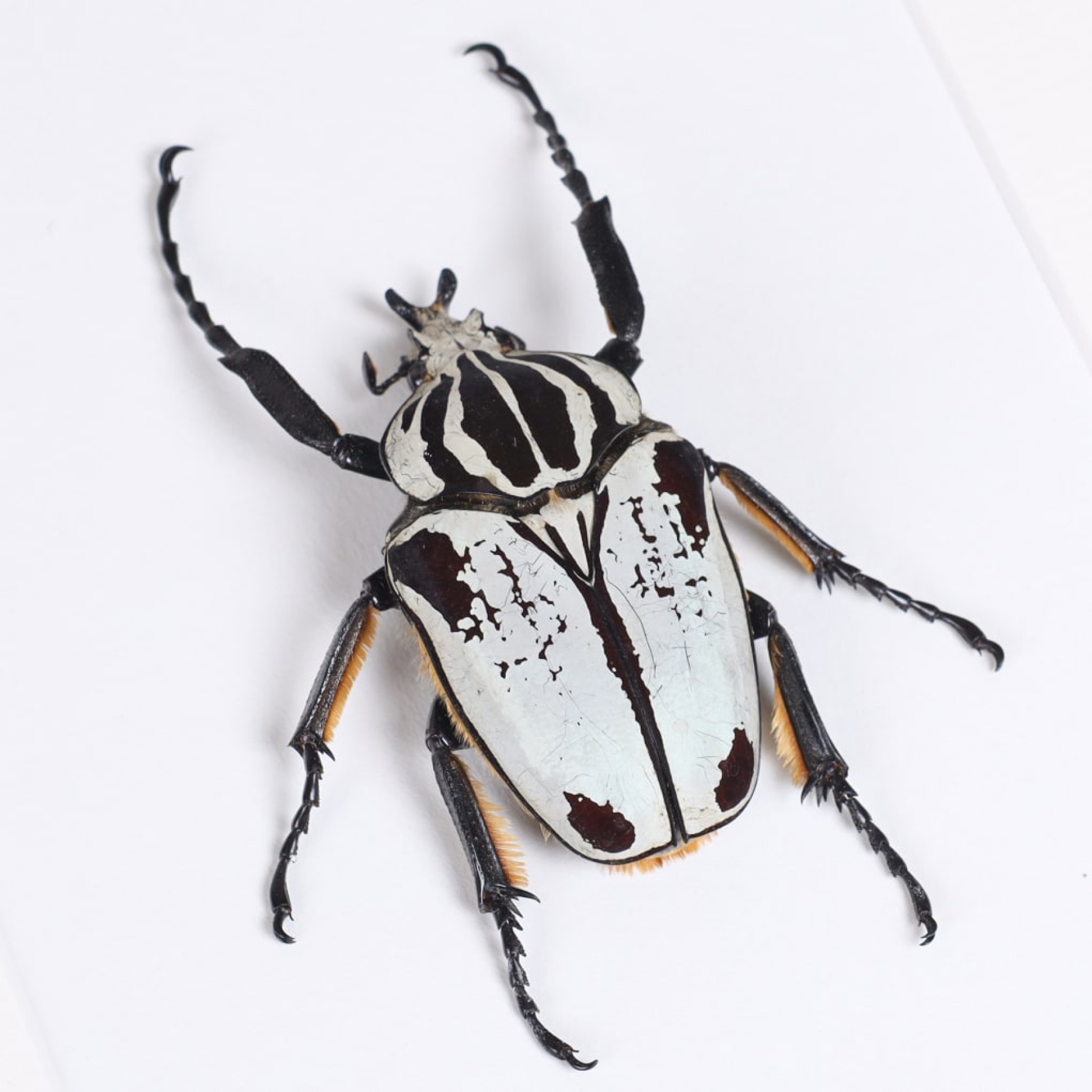 Goliath Beetle In Box Frame (Goliathus goliatus quadrimaculatus)