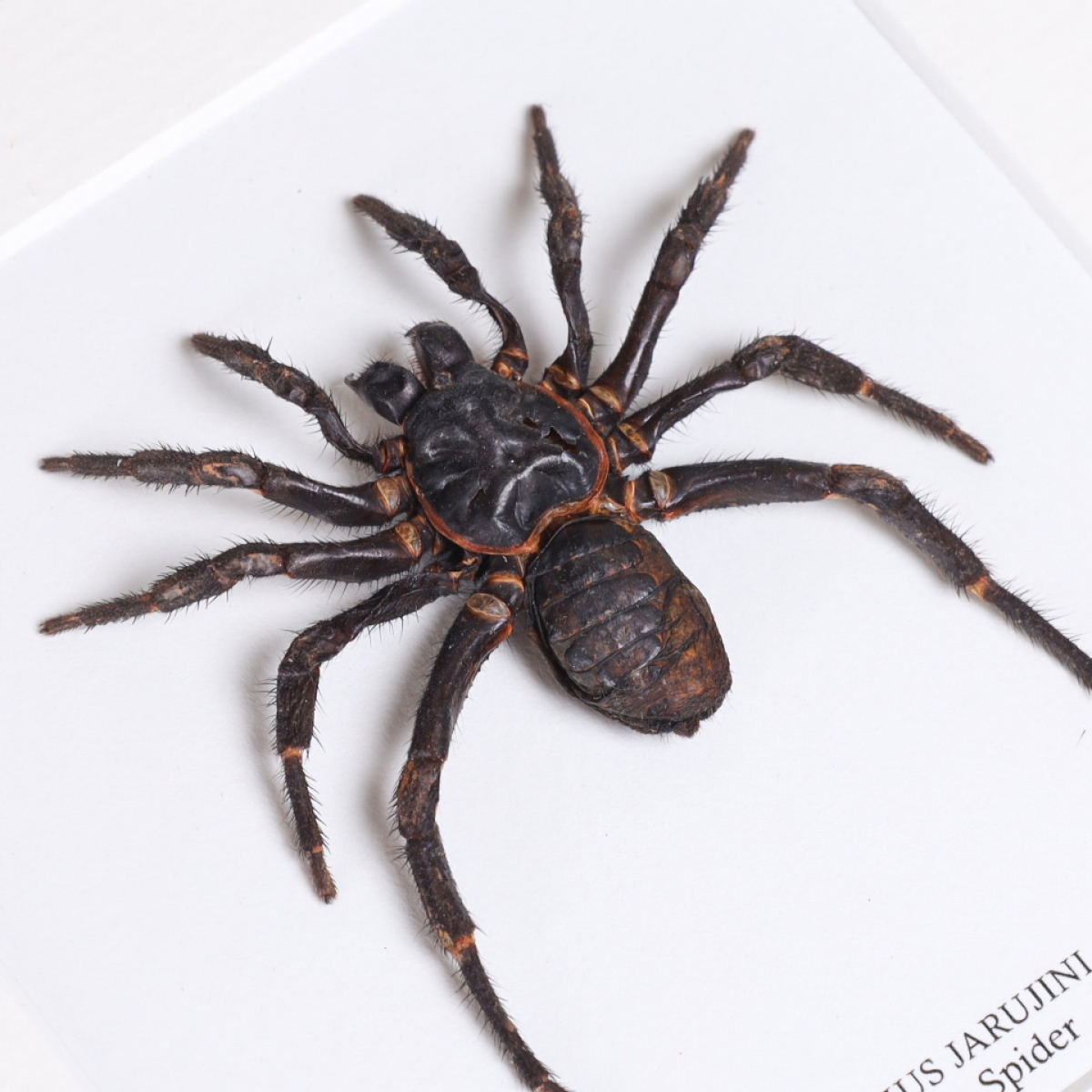 Trapdoor Spider In Box Frame (Liphistius jarujini)