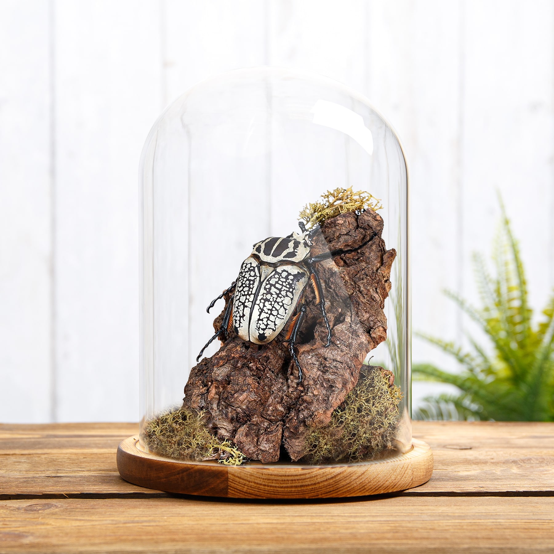 Giant Goliath Beetle In Still Life Dome (Goliathus orientalis)