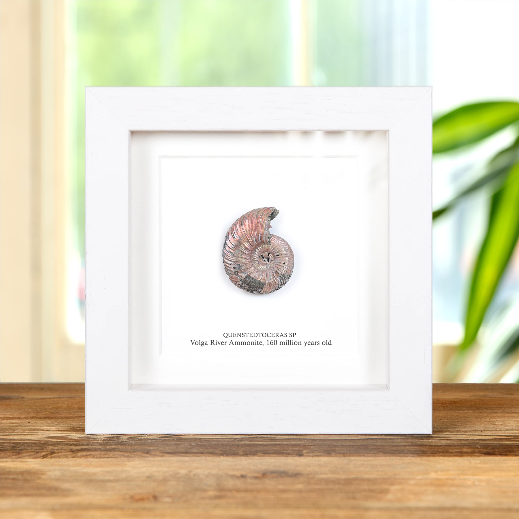 Volga River Ammonite In Box Frame (Quenstedtoceras sp)
