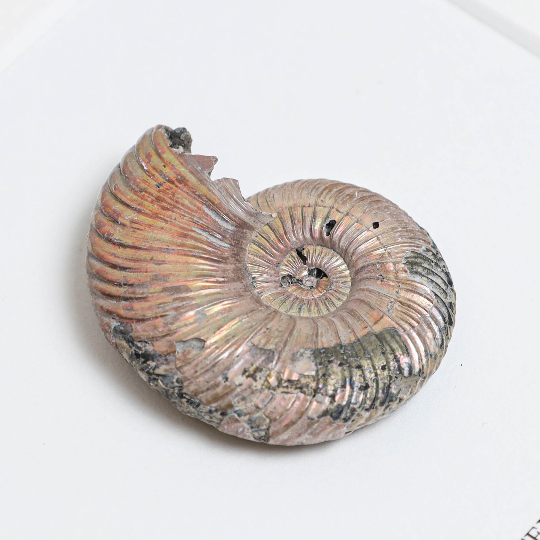 Volga River Ammonite In Box Frame (Quenstedtoceras sp)