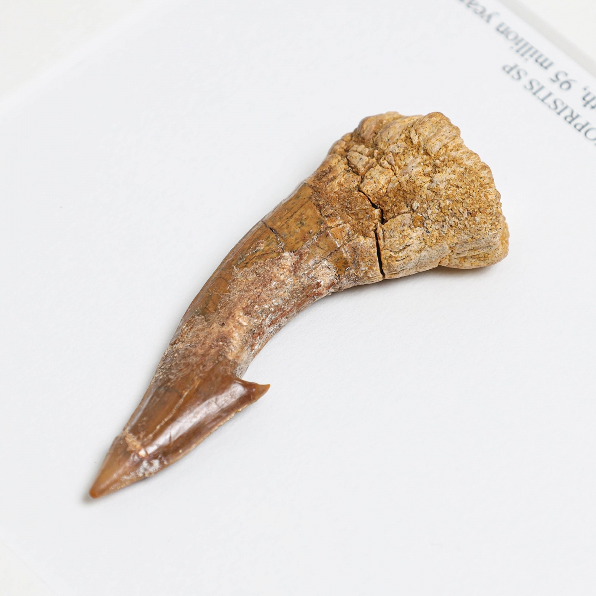 Barbed Swordfish Dinosaur Tooth Fossil In Box Frame (Onchopristis sp)